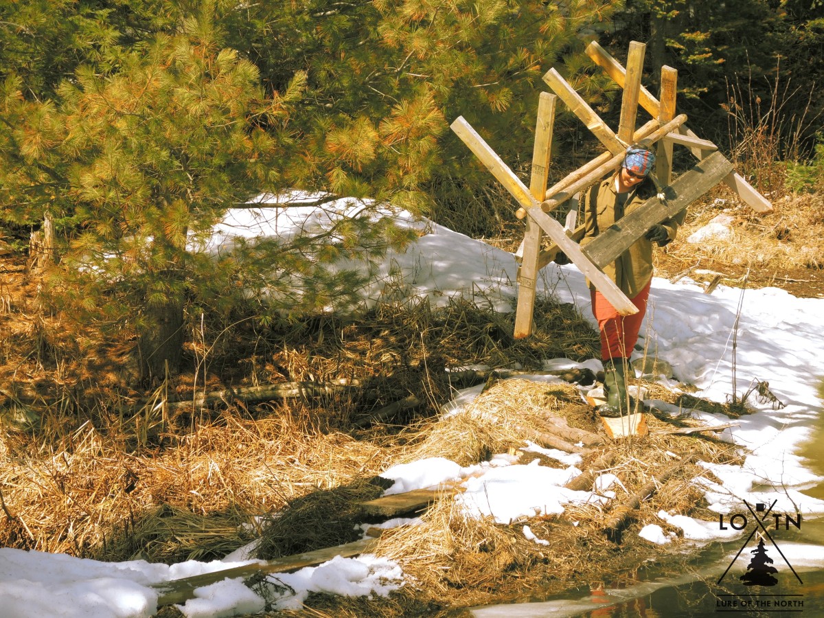 Springtime Work! - Lure of the North