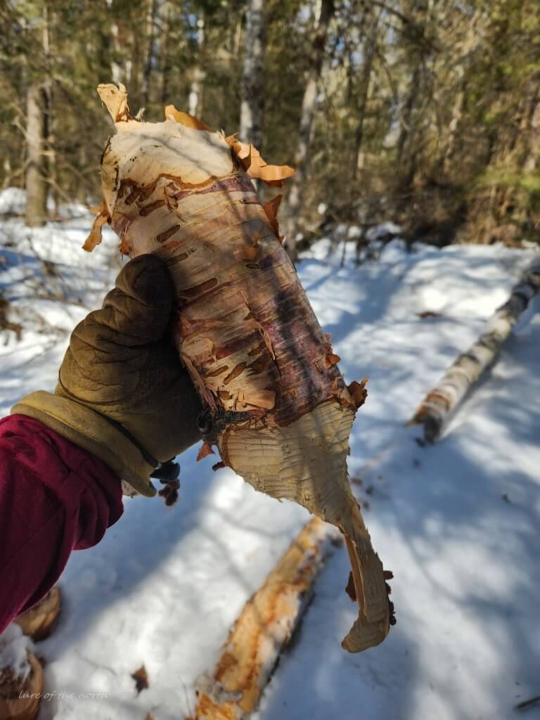 2025 Winter Wonderland: A Slow and Steady Snowshoe Expedition