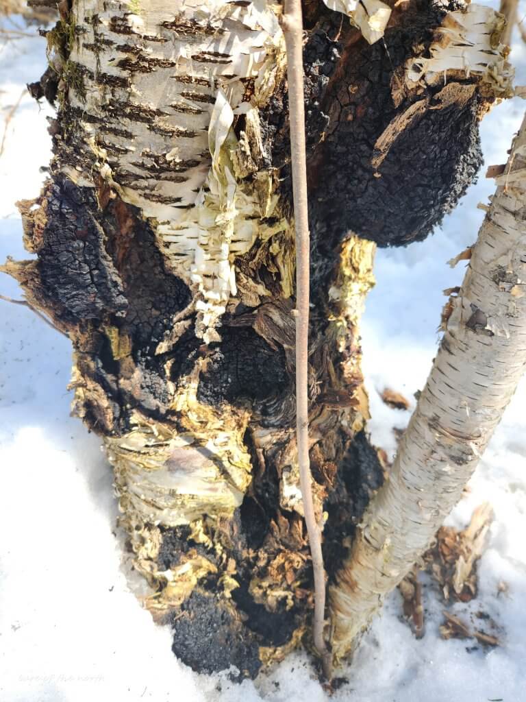 2025 Winter Wonderland: A Slow and Steady Snowshoe Expedition