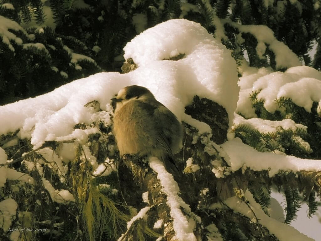 2025 Winter Wonderland: A Slow and Steady Snowshoe Expedition